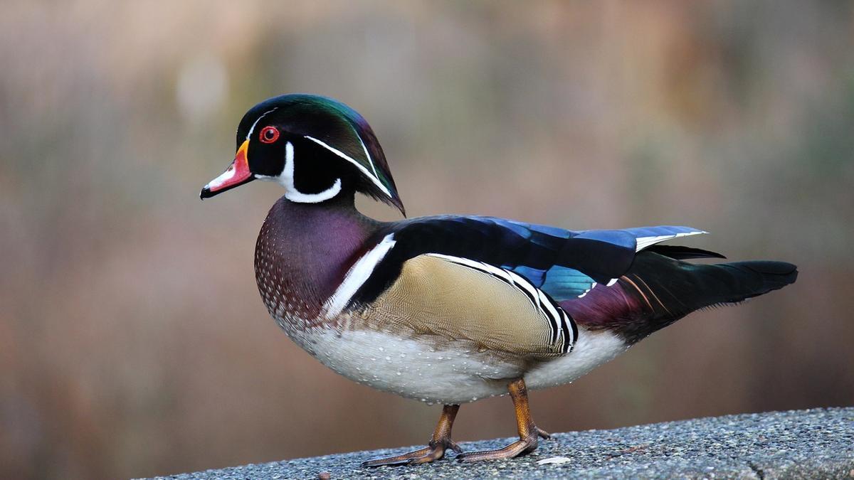 ANIMALES RAROS BONITOS | No podrás creer que estos animales existen ...