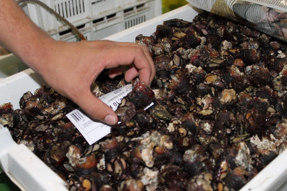 La veda del percebe en noviembre divide a la cofradía de Luarca