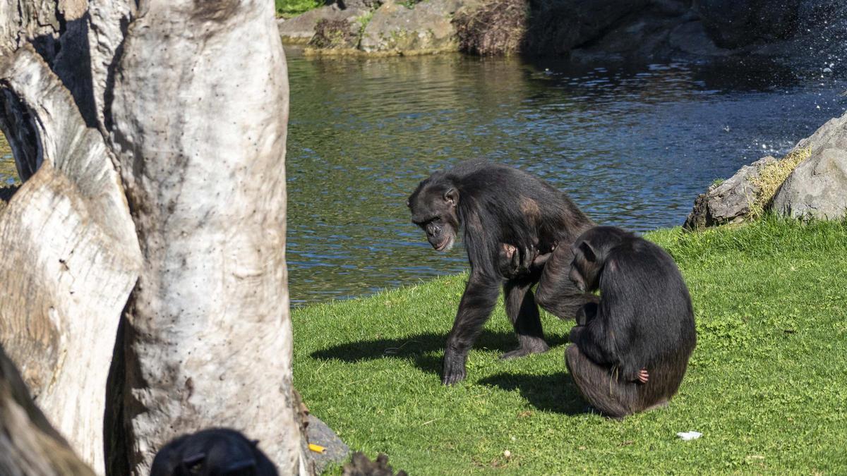 Bioparc València Nacimiento: nuevo chimpancé en el zoo