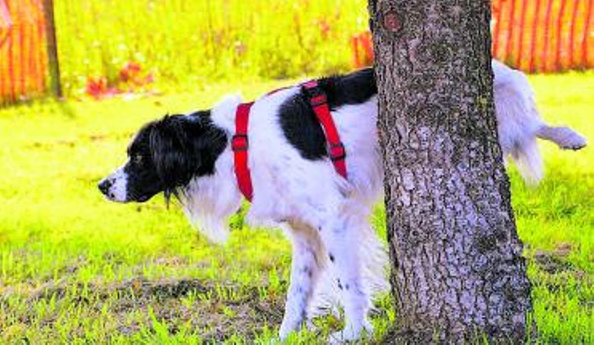 Un perro muy meón - La Opinión de Murcia