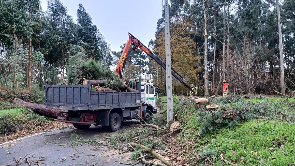 Adiós a un pino centenario en Oleiros por riesgo de caída con el viento ...