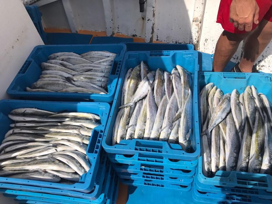 La ‘llampuga’ crece y se expande - Diario de Mallorca