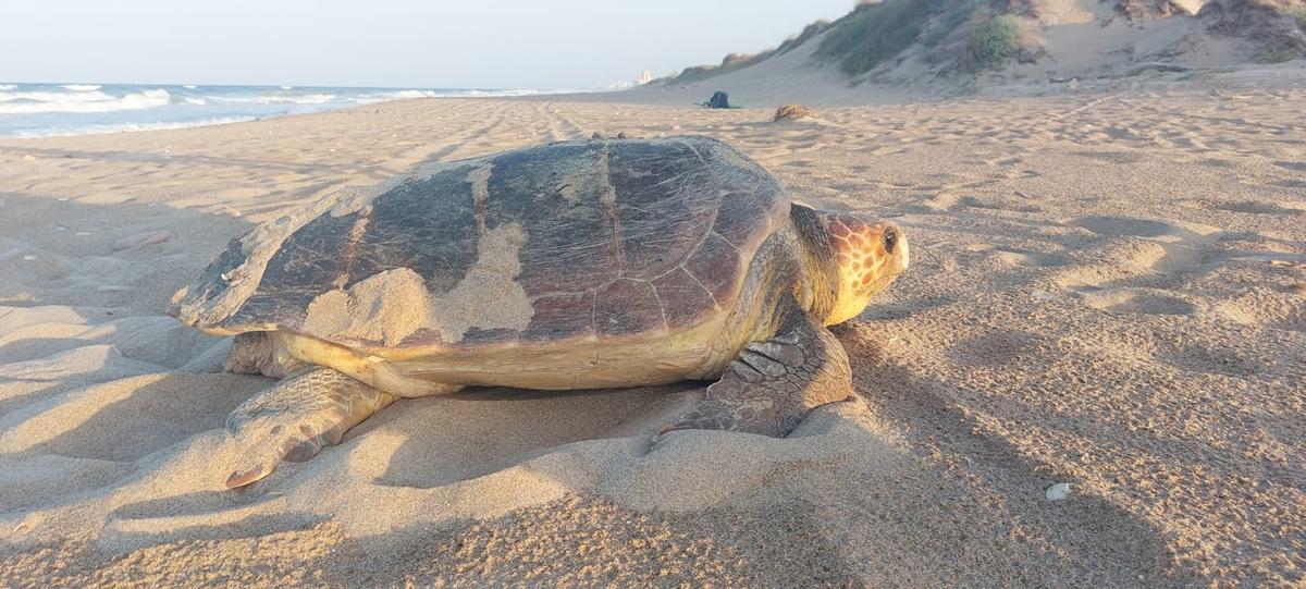 Una temporada extraordinària de posada de tortugues marines