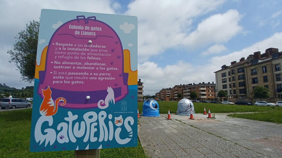 Llanera, municipio gatuno: así son las normas de los "Gatuperios" del ...