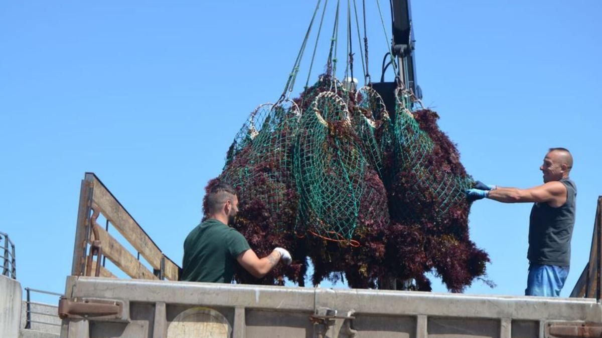 Optimismo en Candás en la campaña de arranque de ocle: "Está bien y ...