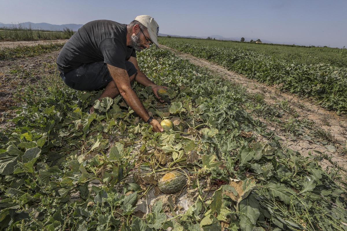 El calor adelantado y los hongos dan al traste con el 40% de la ...