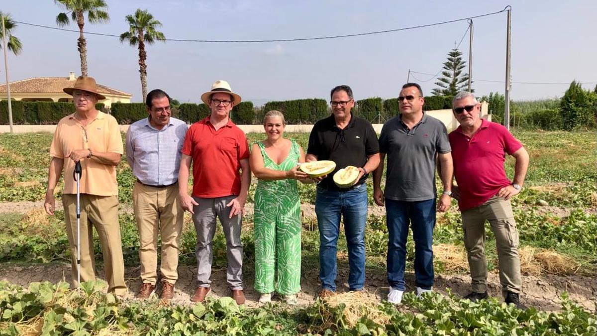 La Vega Baja realiza el primer corte de melón: "Más duro y más dulce"
