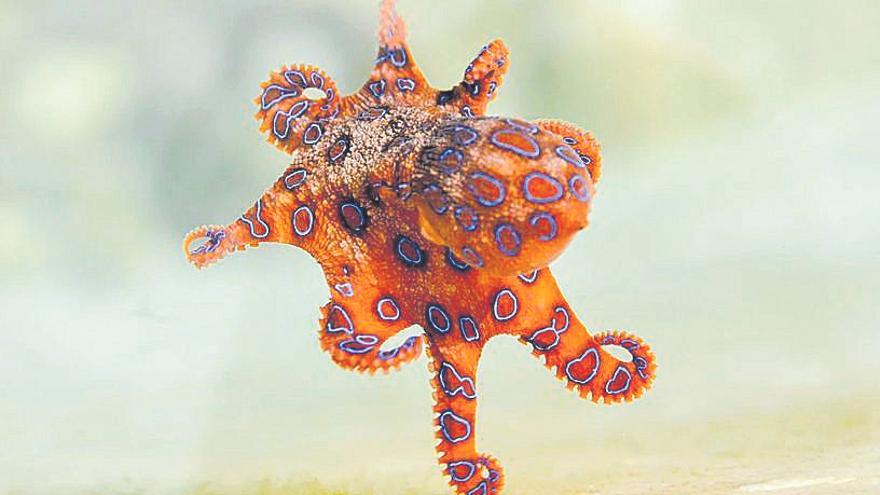 El pop, el gran enigma de l’oceà - Diari de Girona