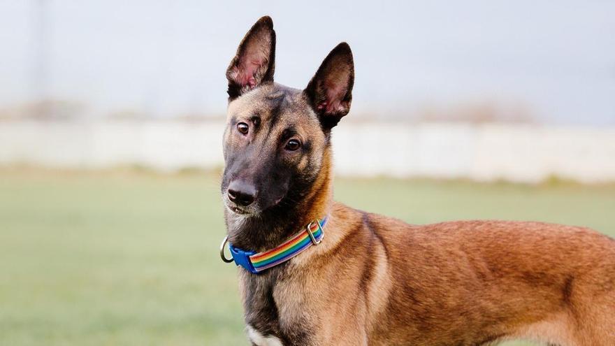 Aquesta és la raça de gos més intel·ligent del món