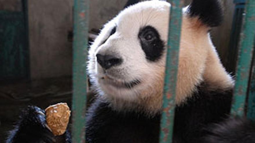 La osa panda del Zoo de Madrid podría estar embarazada y alumbrar al ...