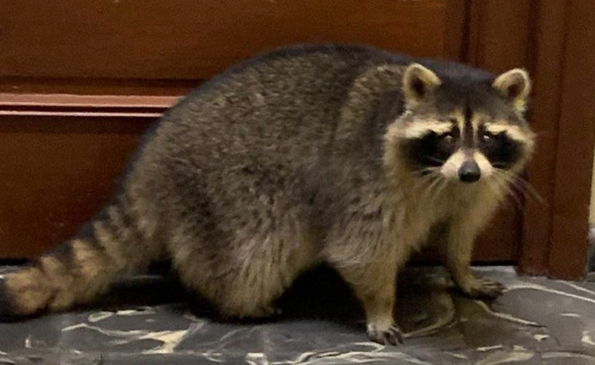 Mapache en Gijón: Frank de la Jungla y animalistas salen en defensa del ...