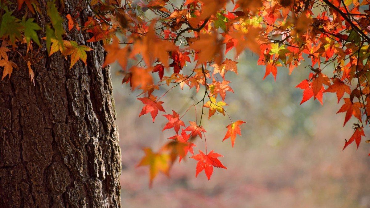 Otoño: 20 frases e imágenes para recibir el otoño 2021