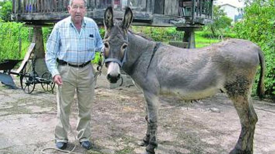 El burro «Ringo», protagonista en Colunga