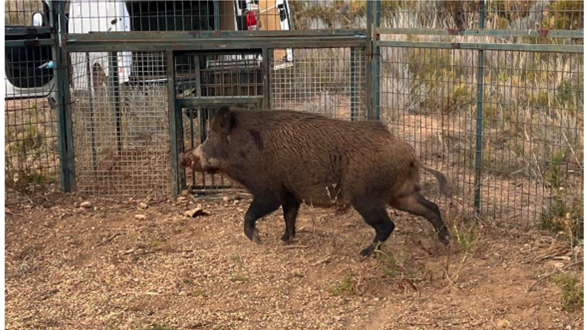 PLAGA JABALÍS ALCALÀ | Ofensiva contra la plaga de jabalís en Alcalà de Xivert: capturan 389 ...