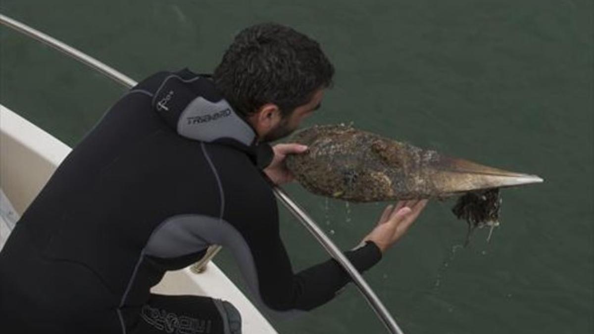Rescate de moluscos gigantes por las obras del delta del Ebro