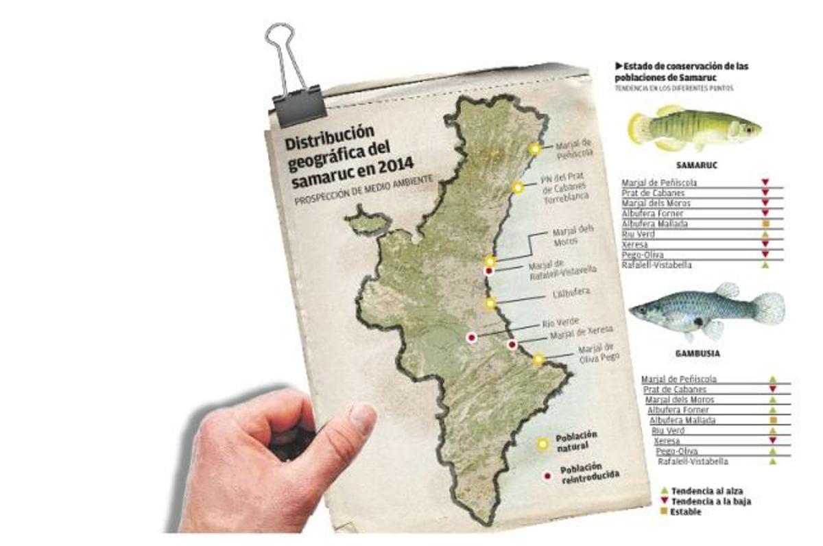 El emblemático samaruc sigue en peligro de extinción 25 años después