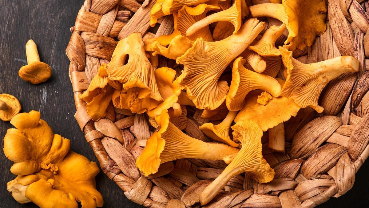 Las 5 setas comestibles más comunes en otoño - Información