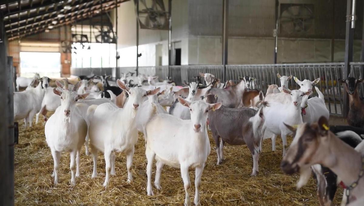 La fórmula de un gigante lácteo con 40.000 vacas y 650 trabajadores ...