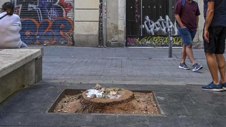 BCN indemnitza la família de la finada al caure-li una palmera