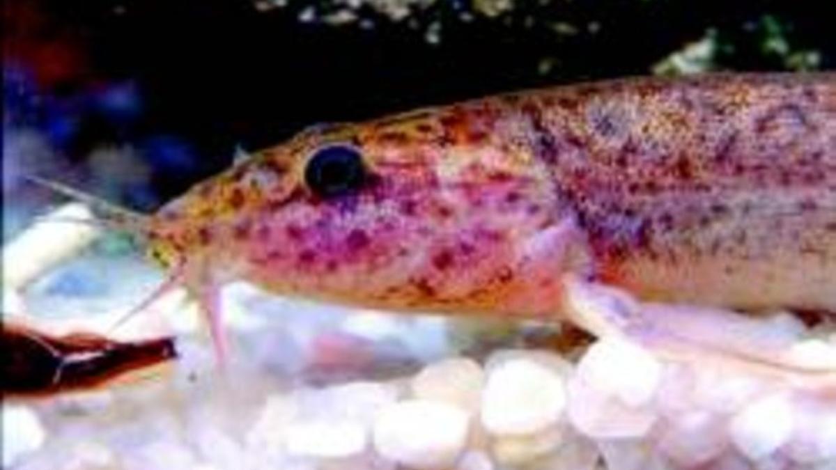 Unos pequeños peces asiáticos se instalan en el delta del Ebro