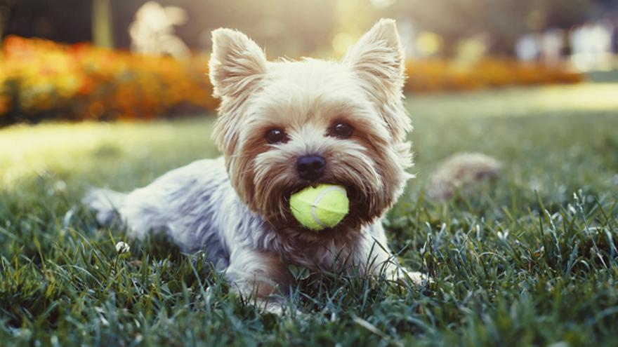 Les 10 millors races de gos per conviure amb nens