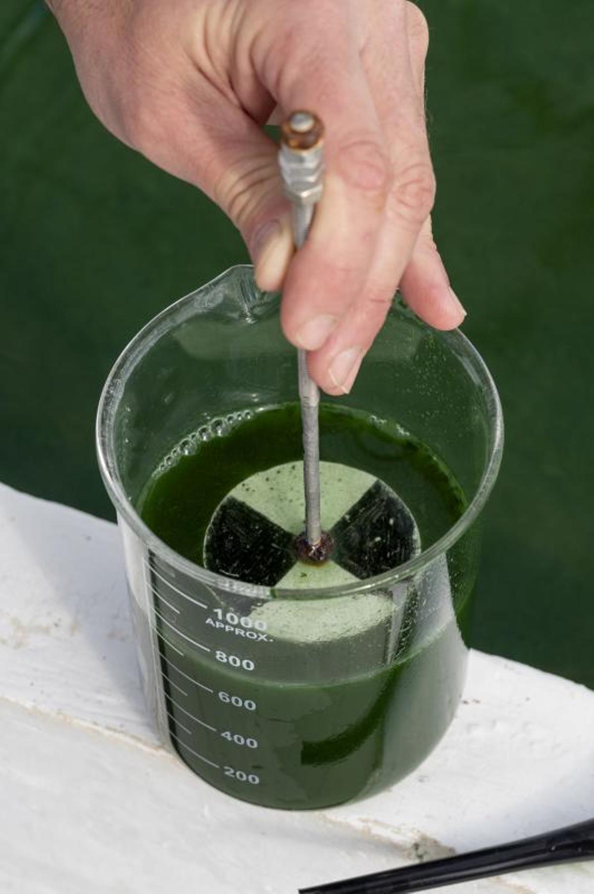 FOTOS | Microalgae Lab, la primera empresa en iniciarse en el cultivo ...