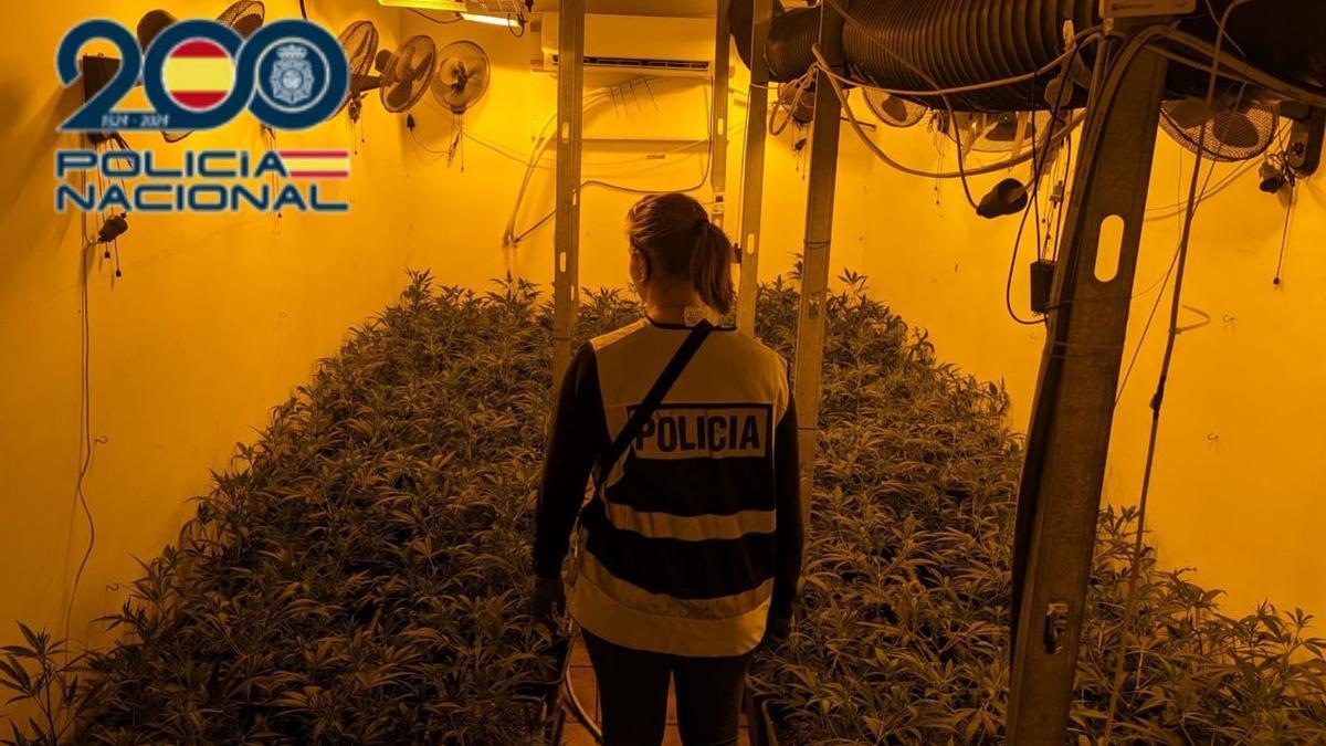 Desmantelan una plantación de marihuana en un chalet de Dénia