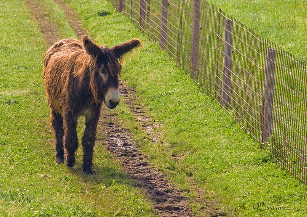CACA BURRO ZAMORANO CONCURSO TORRES DEL CARRIZAL | El concurso más ...