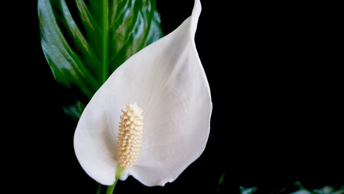 ESPATIFILO CUIDADOS | Descubre los secretos del Espatifilo: Cuidados ...