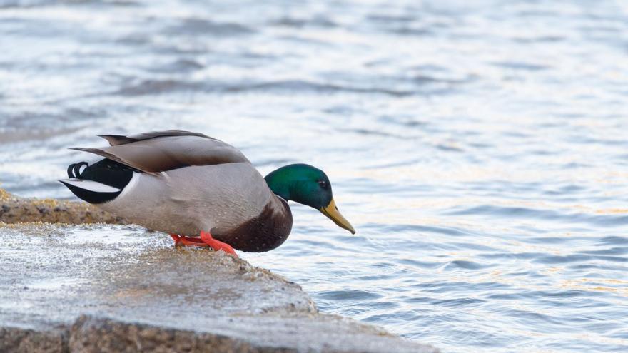 El pato de cabeza verde esmeralda - Diario de Ibiza