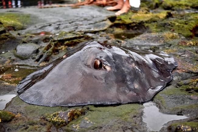 FAUNA MARINA CANARIAS: Nacen 4 de chuchos negro, la raya más grande de ...