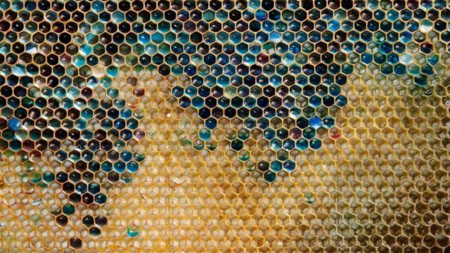 Abejas francesas producen miel azul tras chupar M&M's