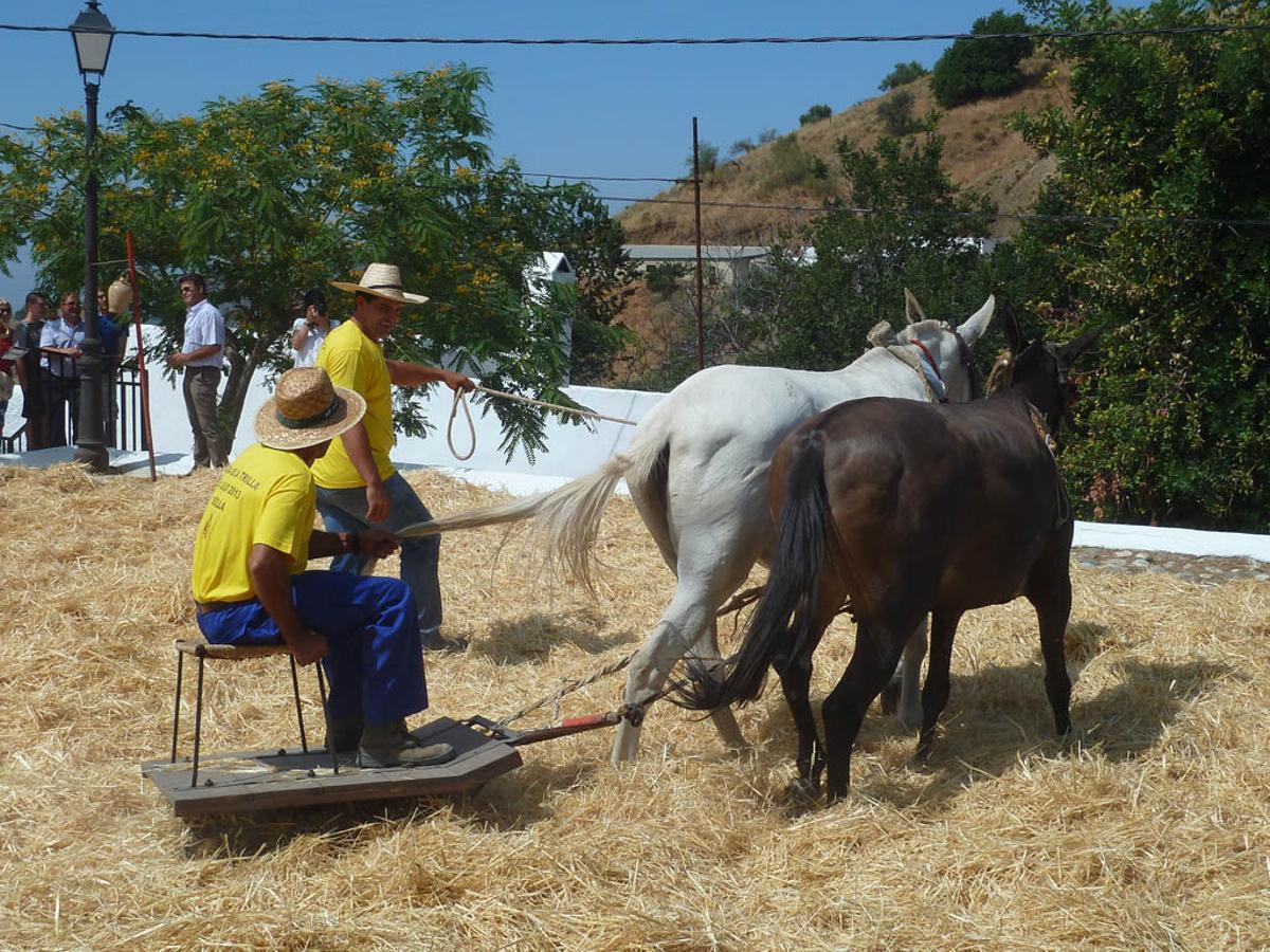 DÍA TRILLA SEDELLA | Sedella presume de su tradición agrícola este ...