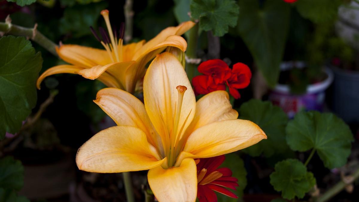 AZUCENA | La flor que transformará tu jardín y tu balcón este otoño
