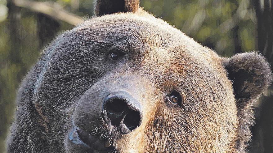 Para qué sirve un oso (II) - La Nueva España