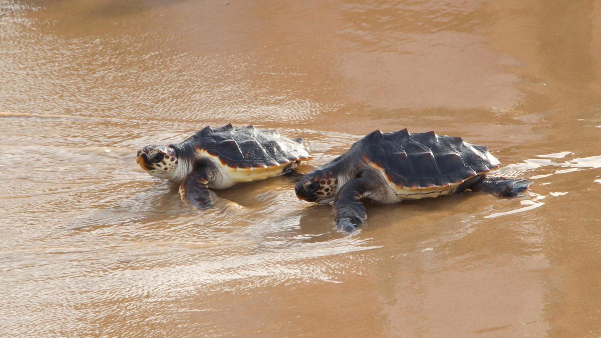 Video: Alliberen 24 tortugues a la platja de la Savinosa de Tarragona després de quasi un any en ...