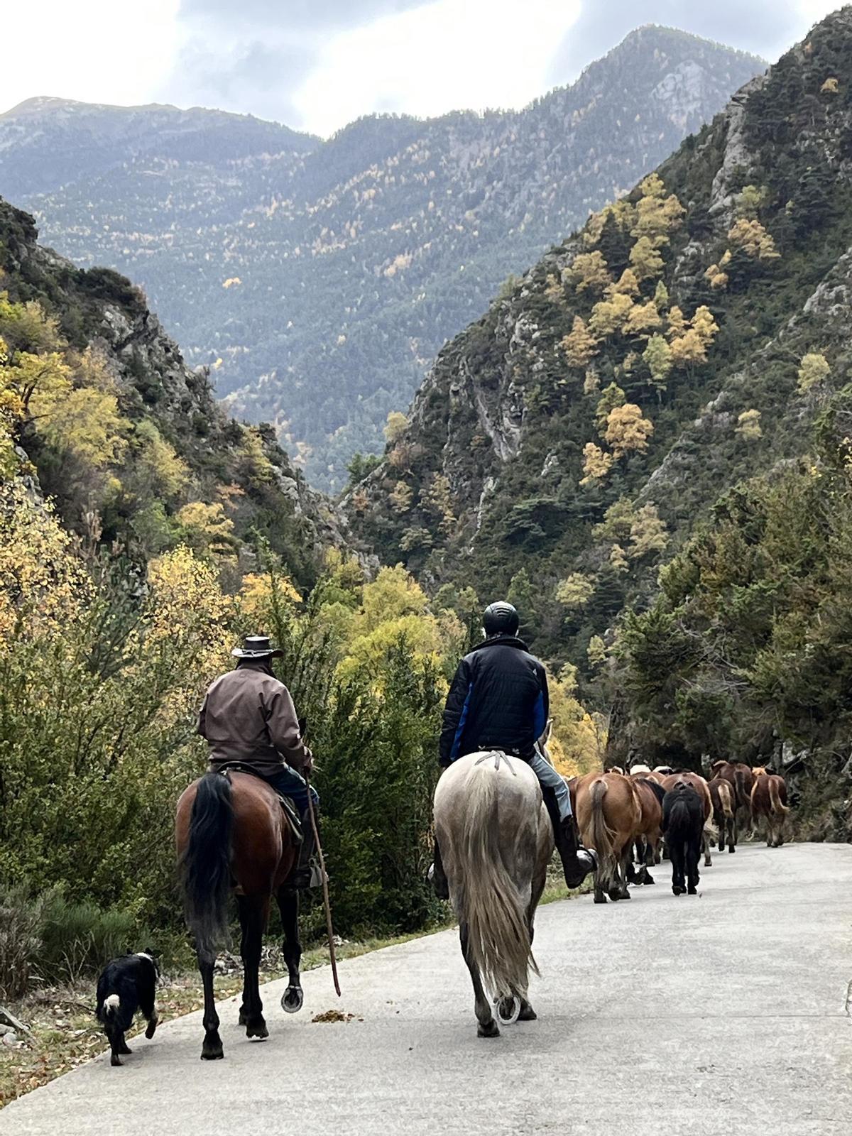 Empieza la trashumancia de caballos de la montaña de Tor hacia el ...
