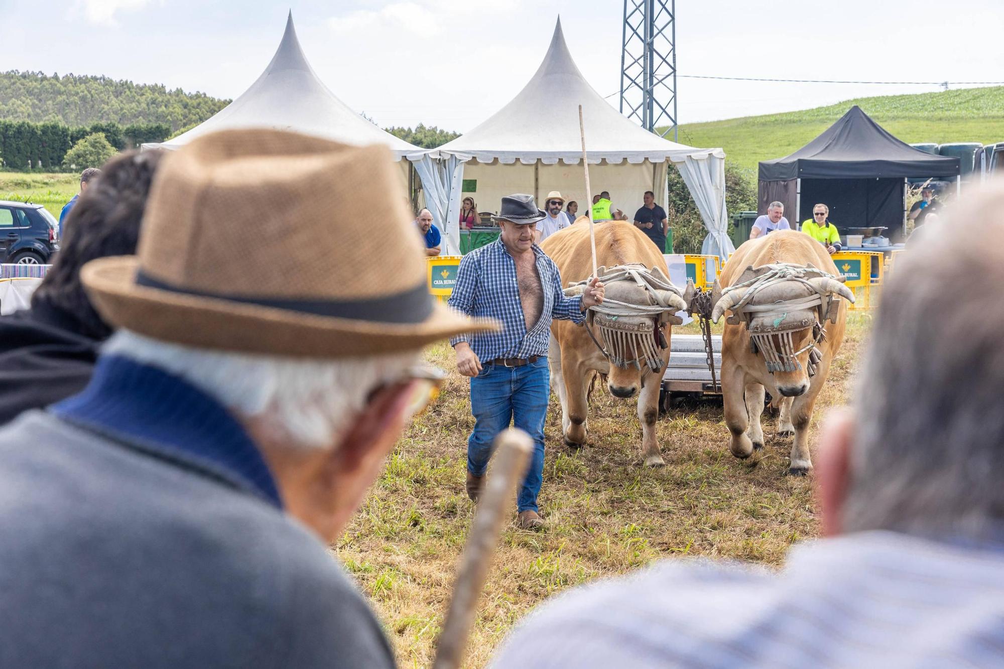 EN IMÁGENES: concurso de arrastre de bueyes en Manzaneda (Gozón)