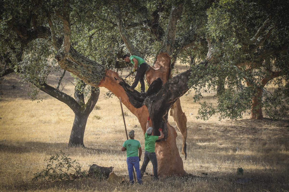 Corcho Extremadura : La producción de corcho de este año en Extremadura ...