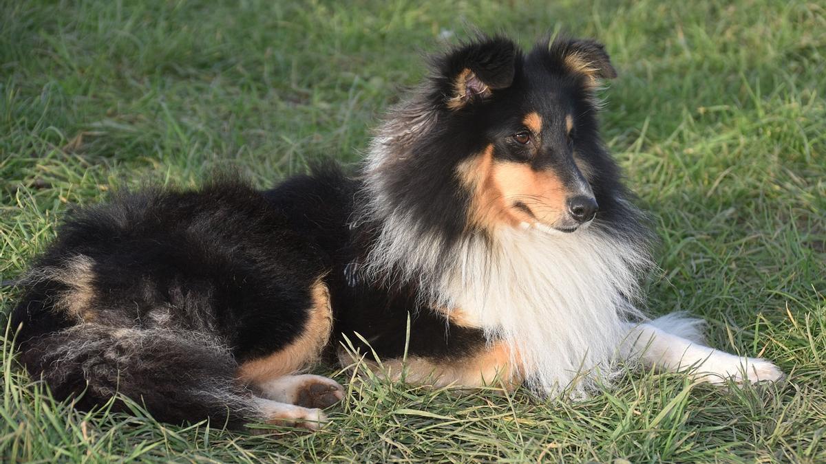 RAZAS DE PERROS PEQUEÑOS | Las 15 razas de perros "mini" que no crecen ...