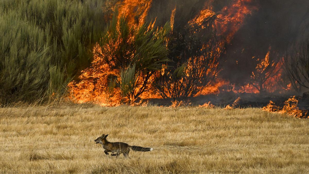 El primer zorro muerto por gripe aviar en España ha fallecido en Aragón