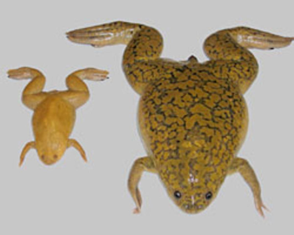 Las ranas comparten gran parte de sus genes con los humanos - El Periódico