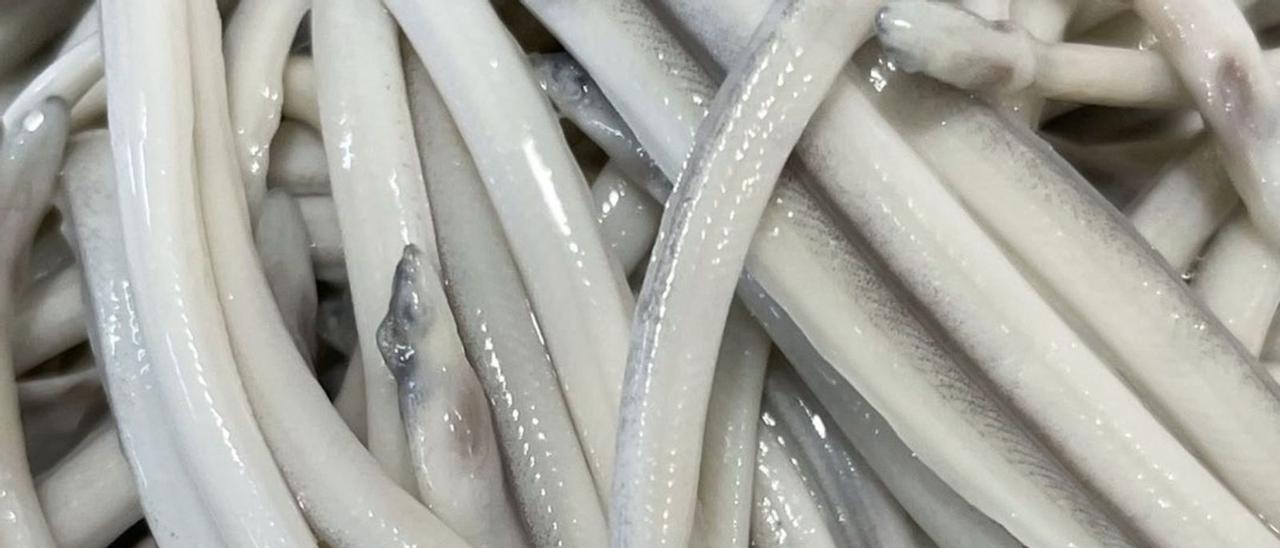 La angula se deja ver, pero no pescar - La Nueva España