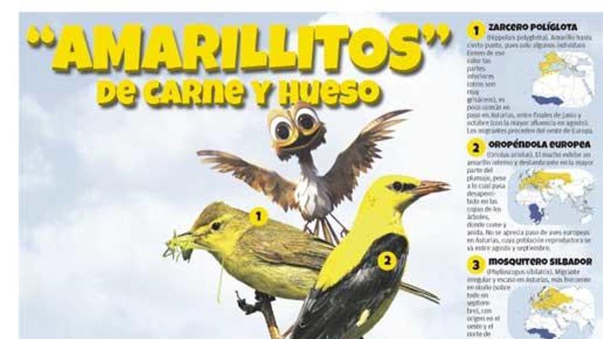 "Amarillitos" de carne y hueso - La Nueva España