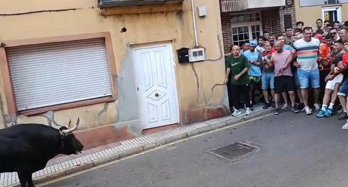 Así fue el recorrido del Toro Enmaromado Glorificado, por las calles de ...