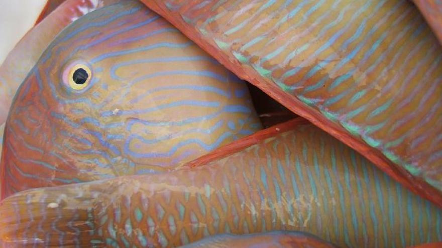 El raor y el calamar, las especies más pescadas en Baleares