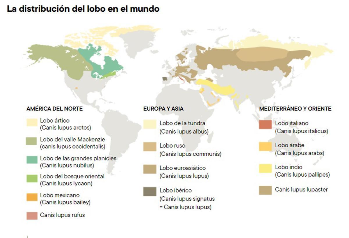 El lobo contra el mundo: ¿Cómo es la protección de la especie en otros ...