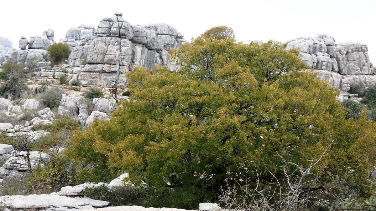 Flora del Torcal de Antequera | El árbol centenario que preside el ...