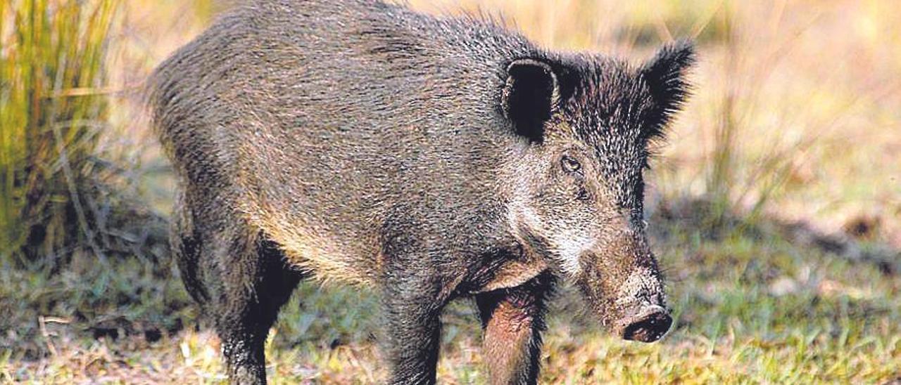 El jabalí daña más de 1.600 hectáreas de cultivos y frutales en Galicia cada año