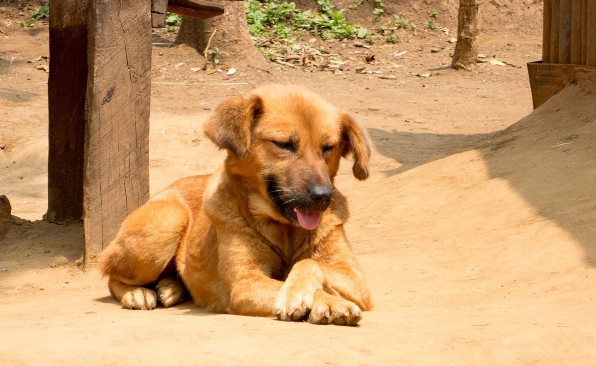 ¿Tu perro sufre con el calor? Descubre cómo refrescarlo y evitar golpes ...